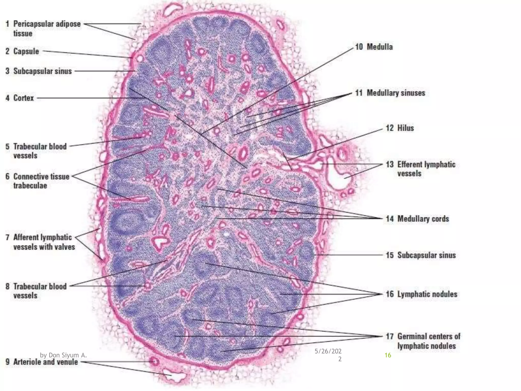 Histology of lymphatic system | PPTX