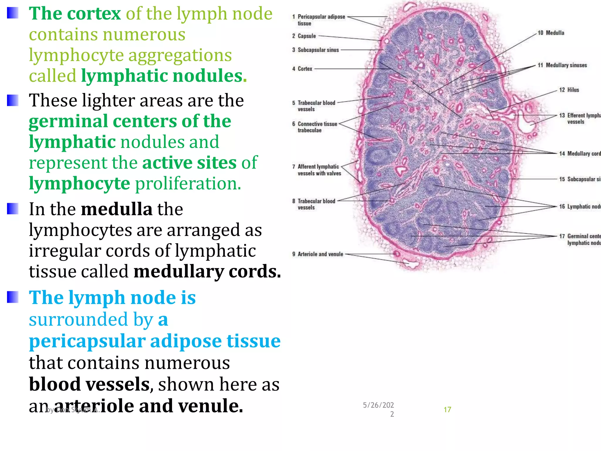 Histology of lymphatic system | PPTX