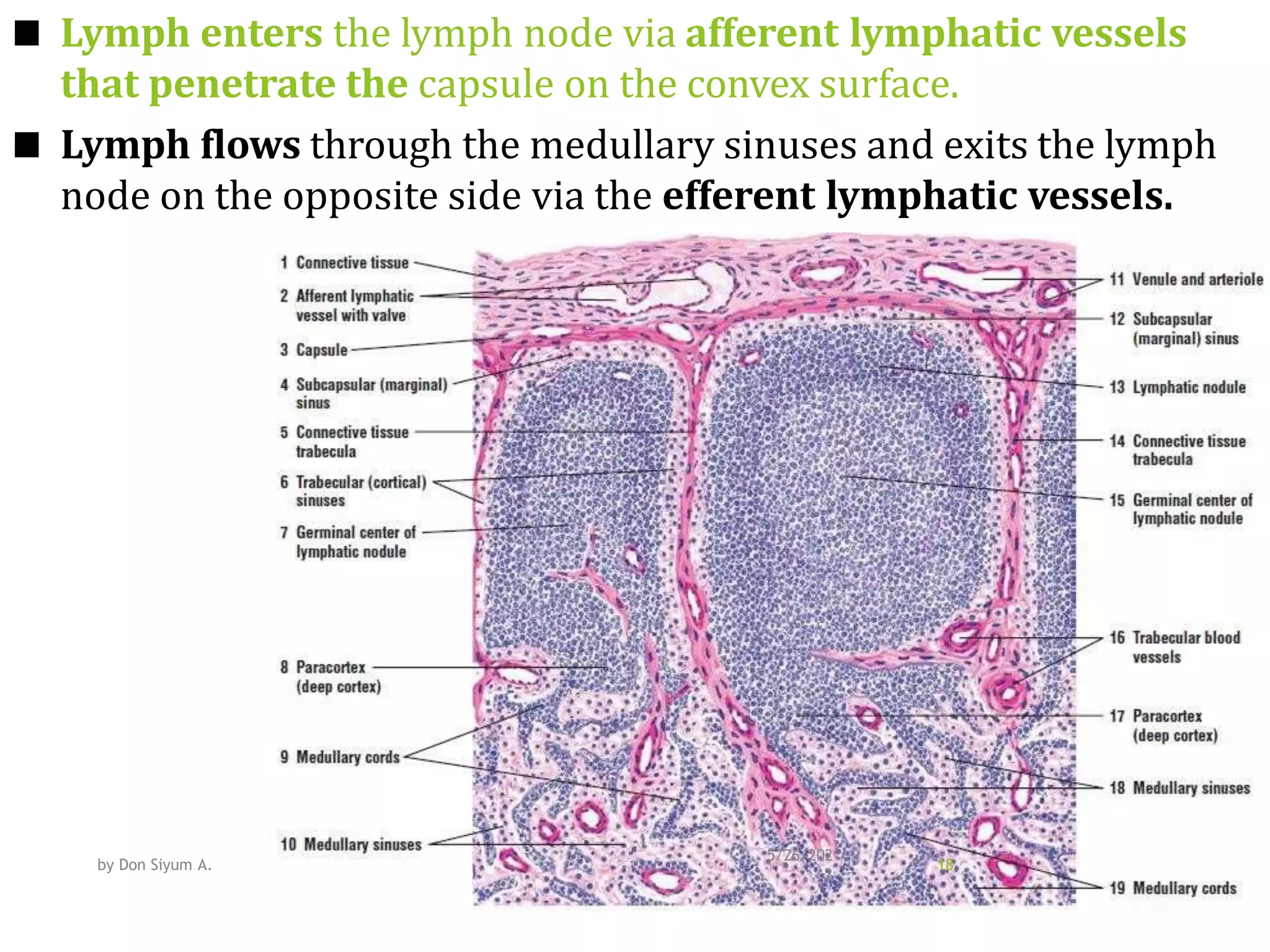 Histology of lymphatic system | PPTX