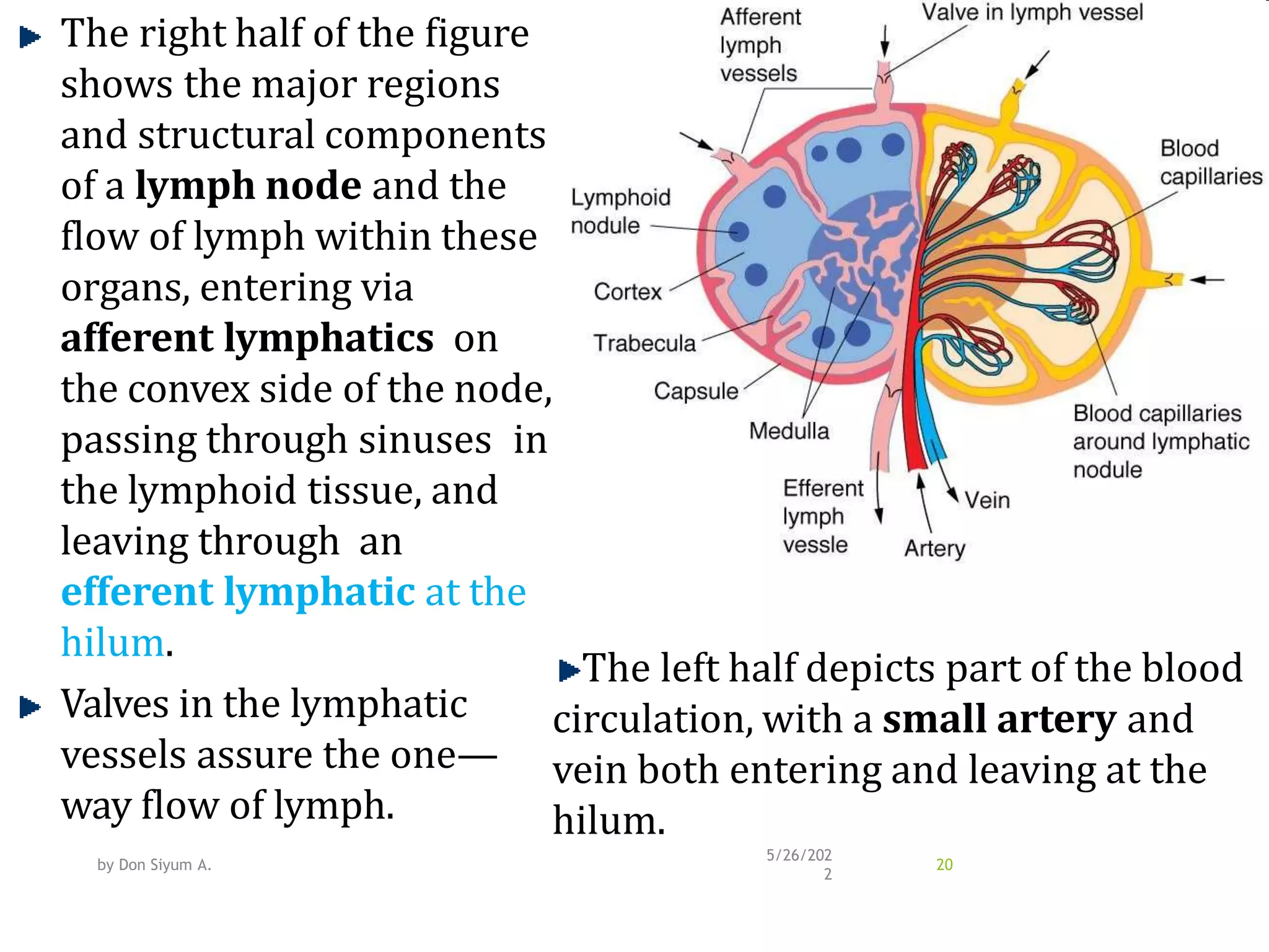 Histology of lymphatic system | PPTX