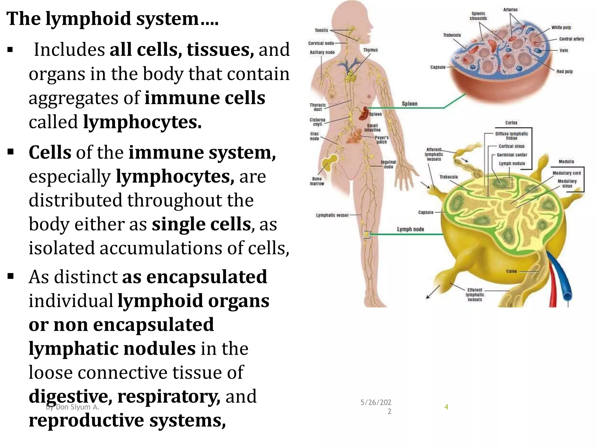 Histology of lymphatic system | PPTX