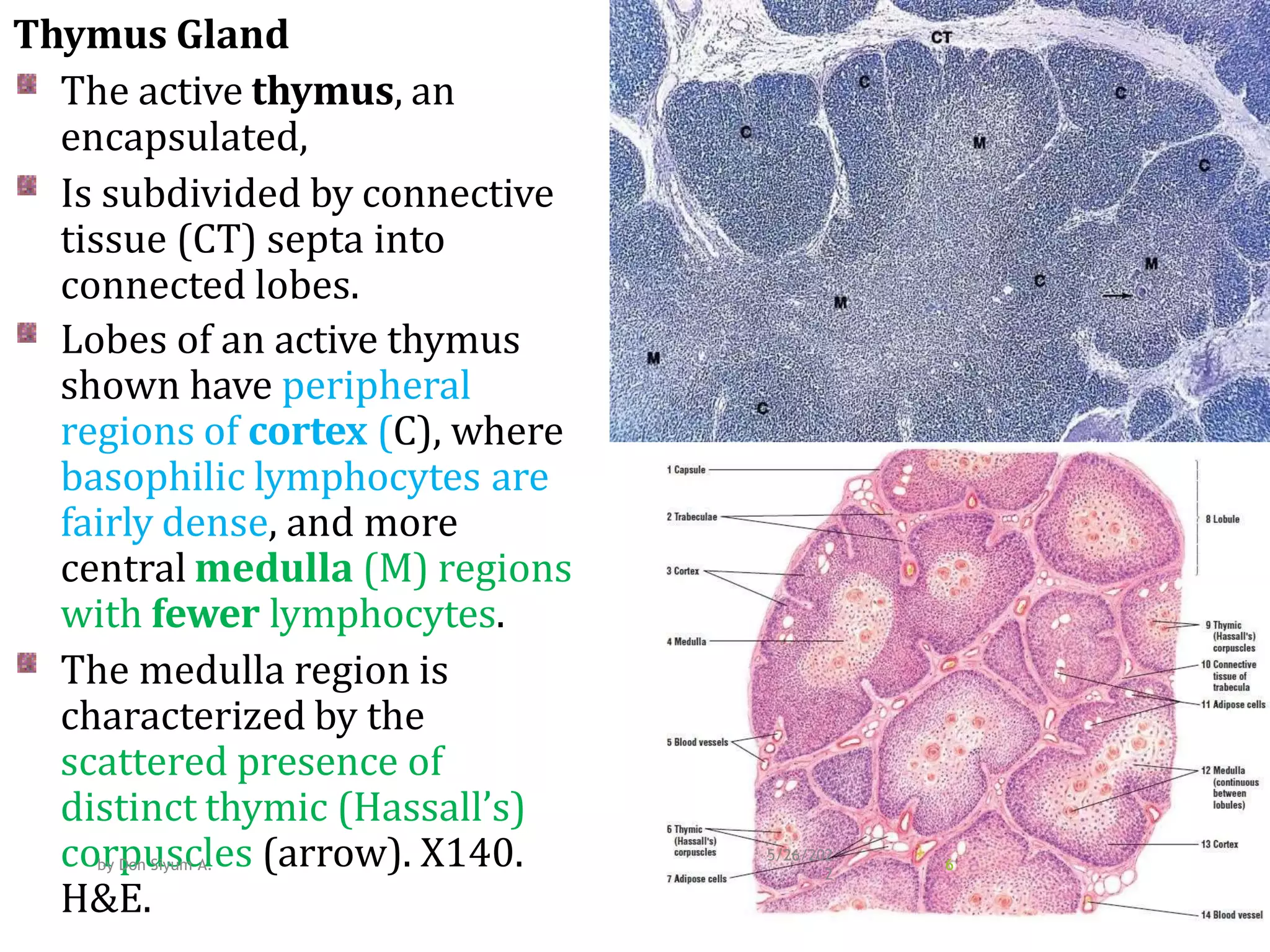 Histology of lymphatic system | PPTX | Endocrine and Metabolic Diseases ...