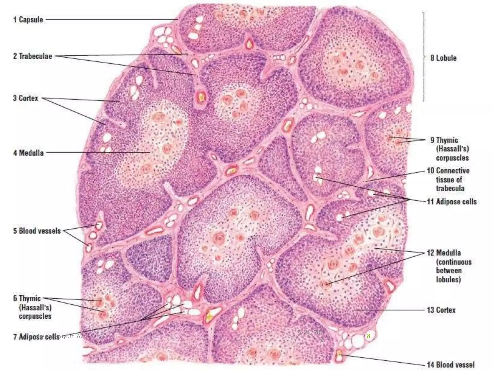 Histology of lymphatic system | PPTX