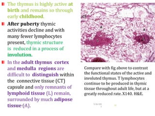 Histology of lymphatic system | PPTX
