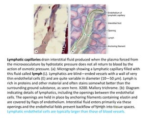Histology of lymphatic system | PPTX