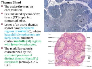 Histology of lymphatic system | PPTX