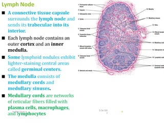 Blank Lymphatic System Histology Slide