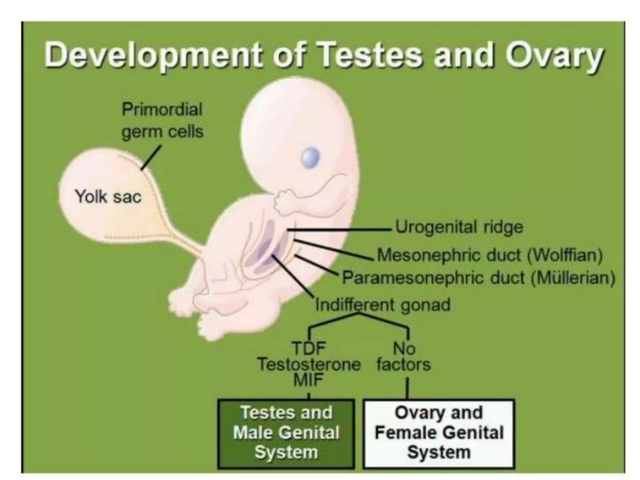 Histology of Testis by Dr Mohammad Manzoor Mashwani | PPTX