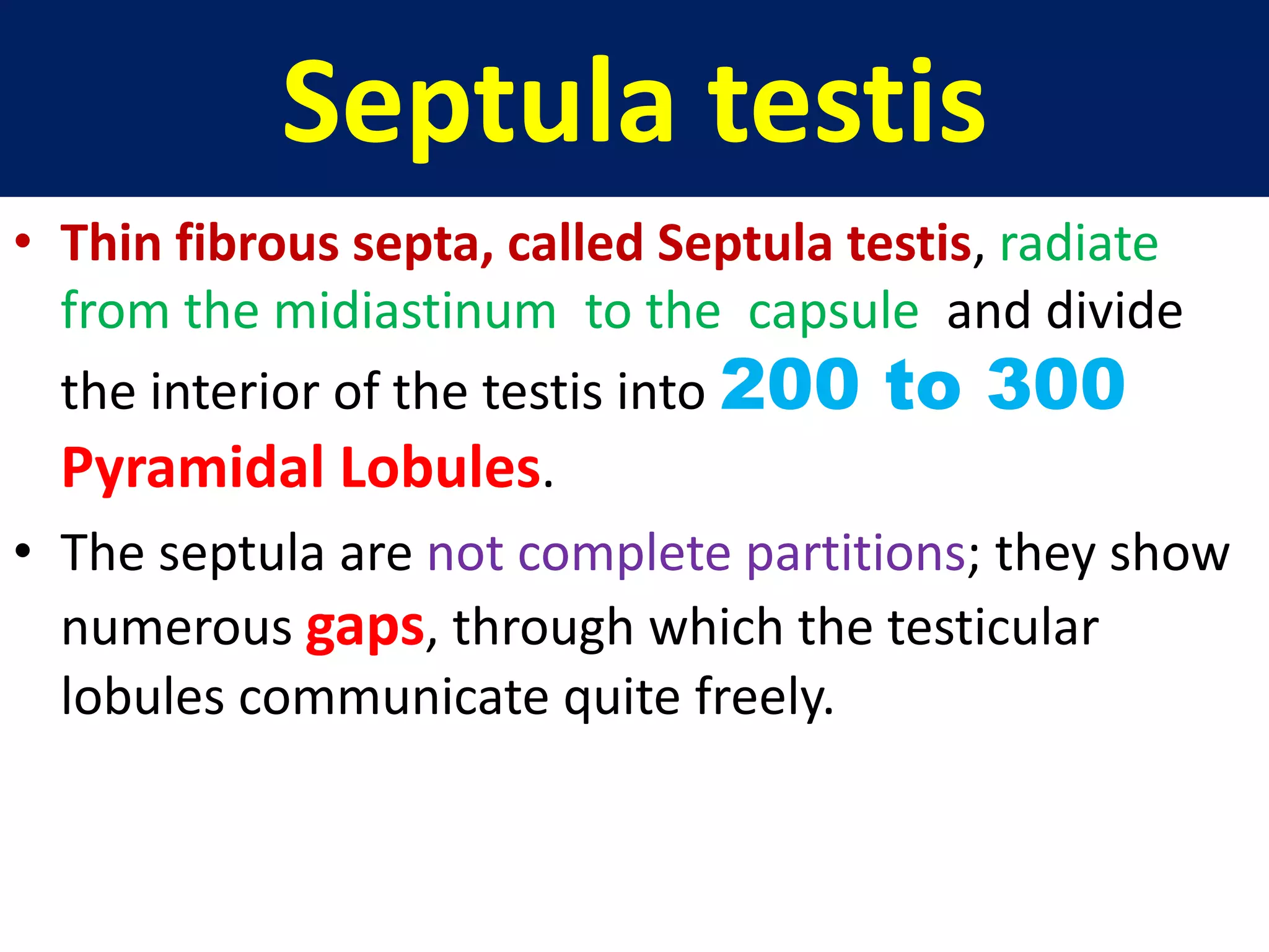 Histology of Testis by Dr Mohammad Manzoor Mashwani | PPTX