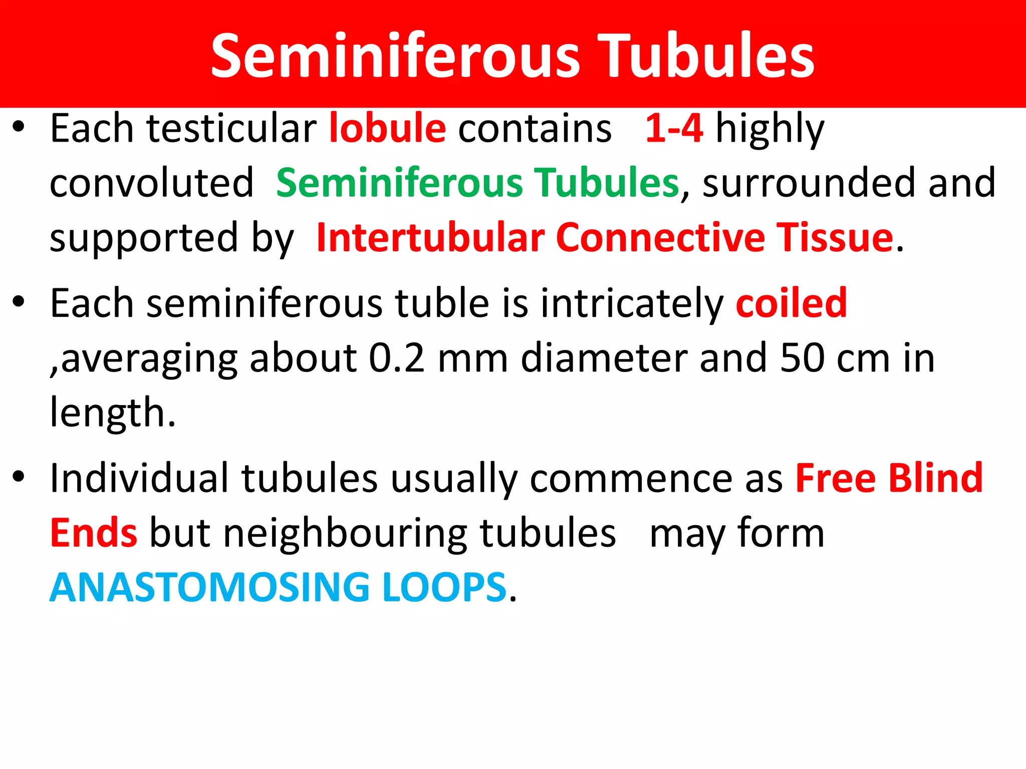 Histology of Testis by Dr Mohammad Manzoor Mashwani | PPTX