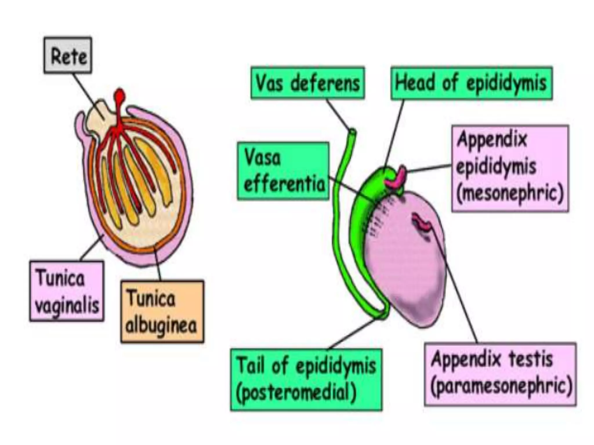 Histology of Testis by Dr Mohammad Manzoor Mashwani | PPTX ...