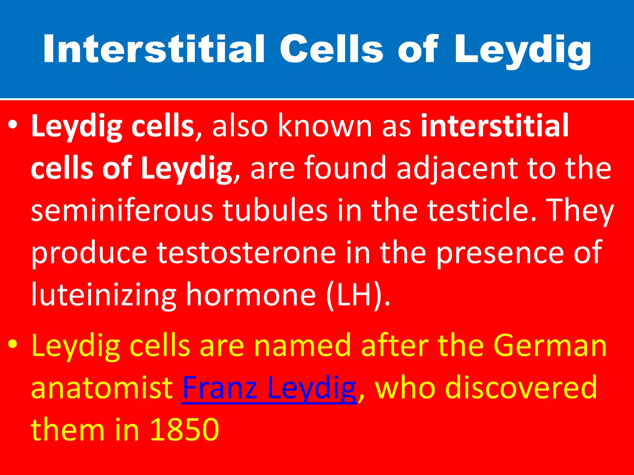 Histology of Testis by Dr Mohammad Manzoor Mashwani | PPTX