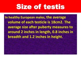 Histology of Testis by Dr Mohammad Manzoor Mashwani | PPTX