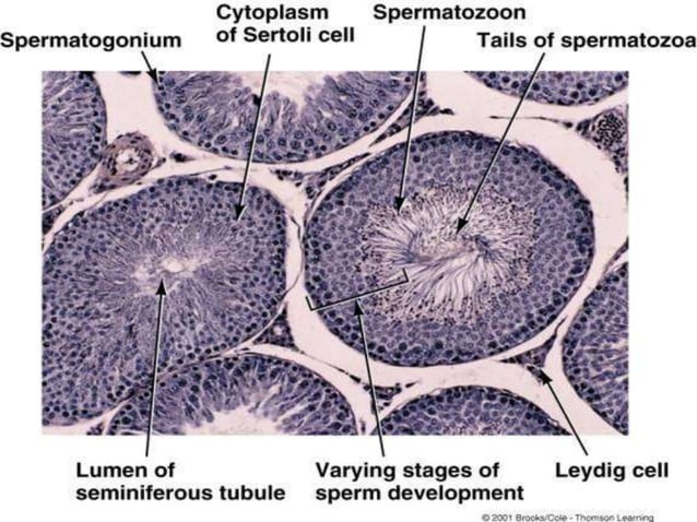 Histology of Testis by Dr Mohammad Manzoor Mashwani | PPT