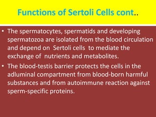 Histology of Testis by Dr Mohammad Manzoor Mashwani | PPTX