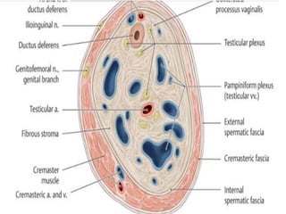 Pampiniform Plexus Histology