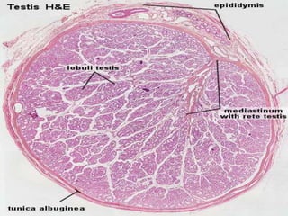 Rete Testis Histology