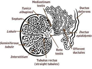 Tubuli Recti Histology