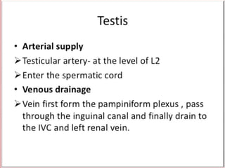 Testicular Artery Histology