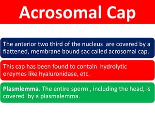 Histology of Testis by Dr Mohammad Manzoor Mashwani | PPT