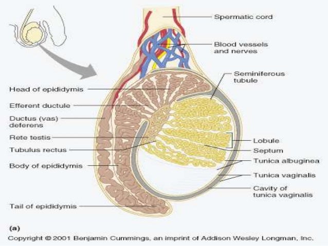 Structure Of Testis Diagram Labeled Label Testes Diagram