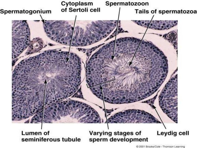Testes Labeled Histology Slides Lumen