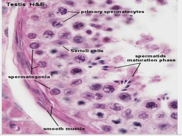 Testis Histology Labeled