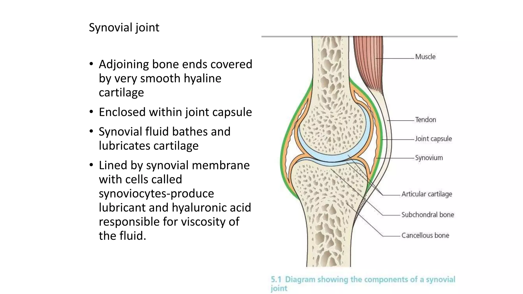 Histology of musculoskeletal system | PPTX