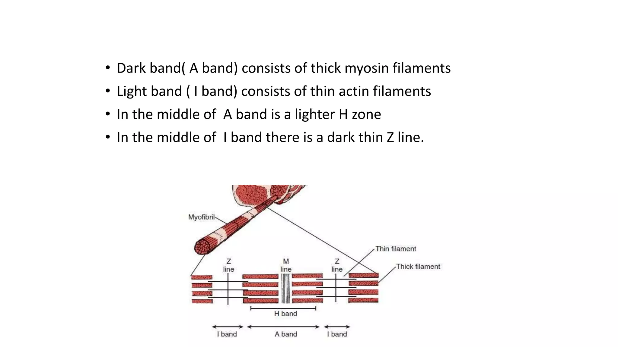Histology of musculoskeletal system | PPTX