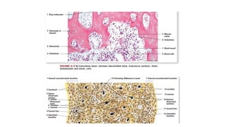 Histology of musculoskeletal system | PPTX