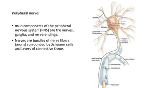 Histology of musculoskeletal system | PPTX