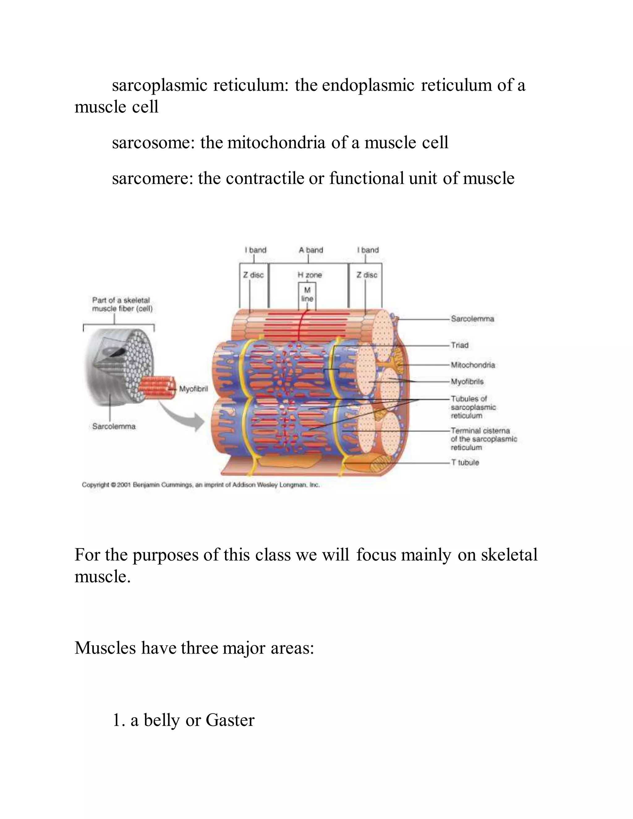 Histology of muscle | DOCX