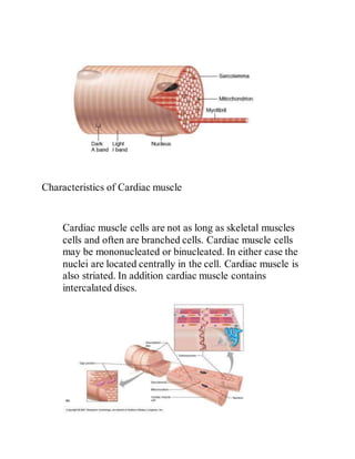 Histology of muscle | DOCX