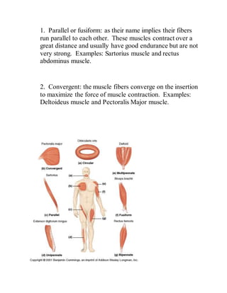 Histology of muscle | DOCX