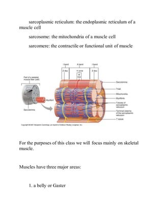 Histology of muscle | DOCX