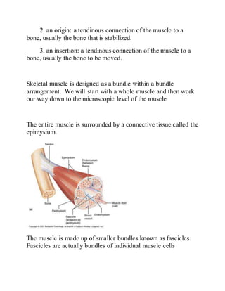 Histology of muscle | DOCX