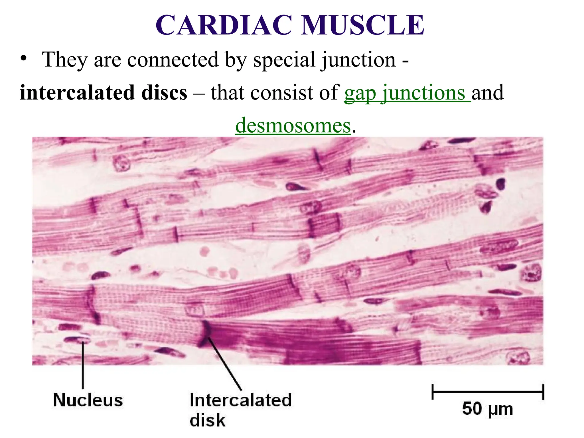 histology of muscles of the upper and lower limb | PPT