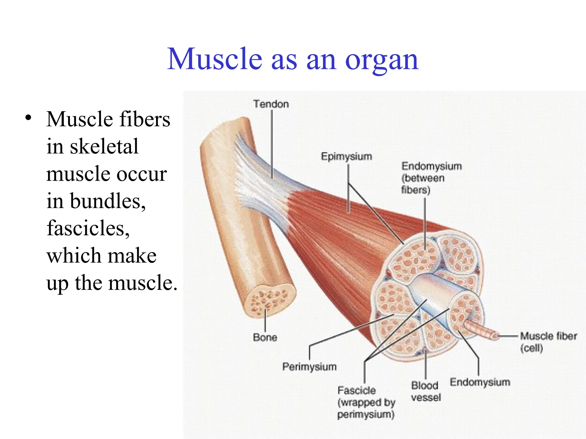 histology of muscles of the upper and lower limb | PPT
