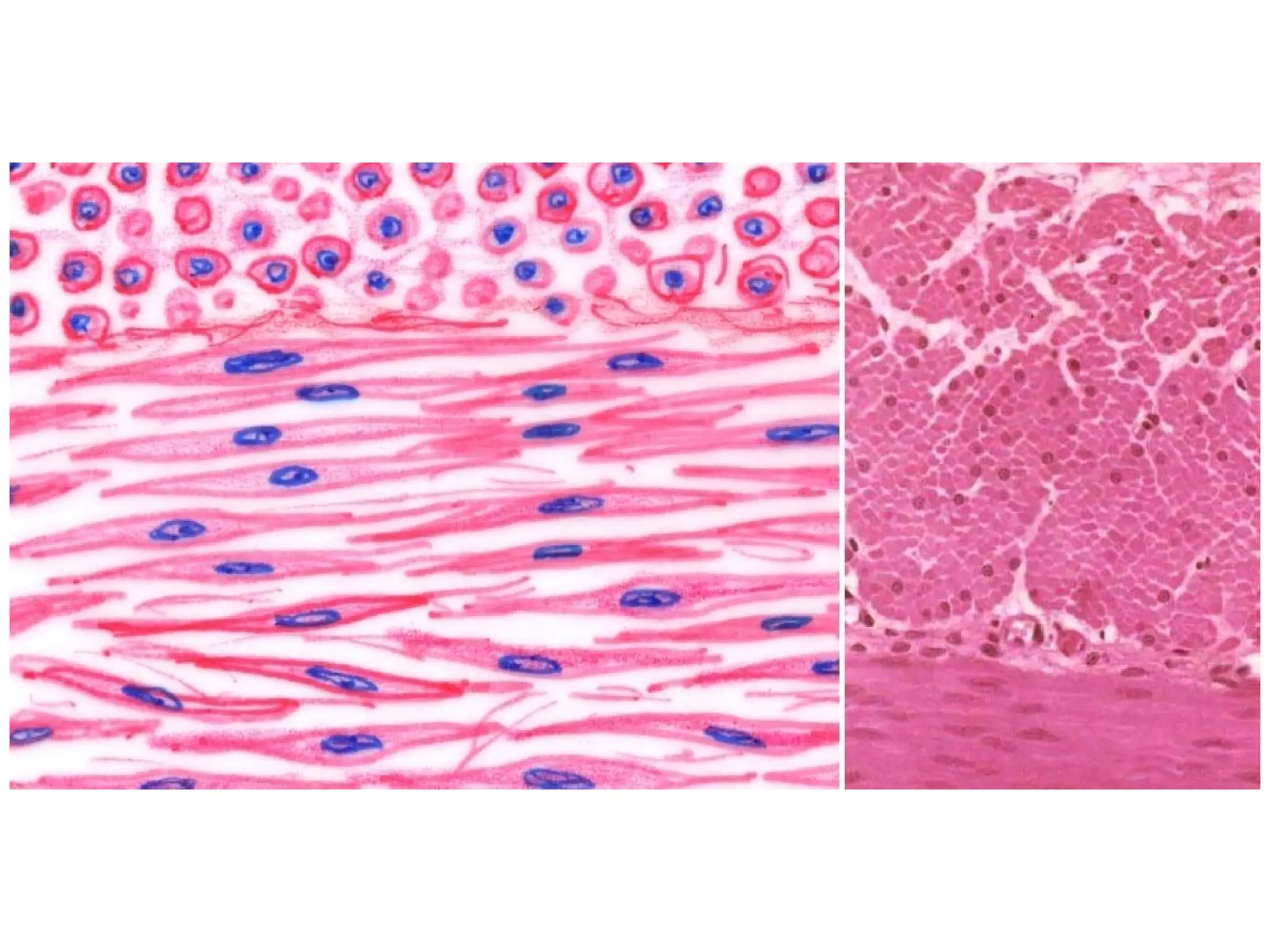 histology of muscles of the upper and lower limb | PPT