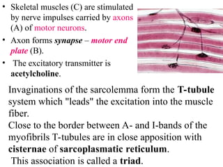 histology of muscles of the upper and lower limb | PPT