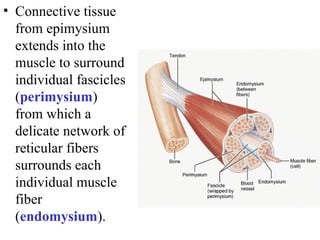 histology of muscles of the upper and lower limb | PPT
