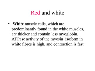 histology of muscles of the upper and lower limb | PPT