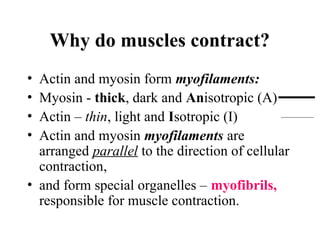 histology of muscles of the upper and lower limb | PPT