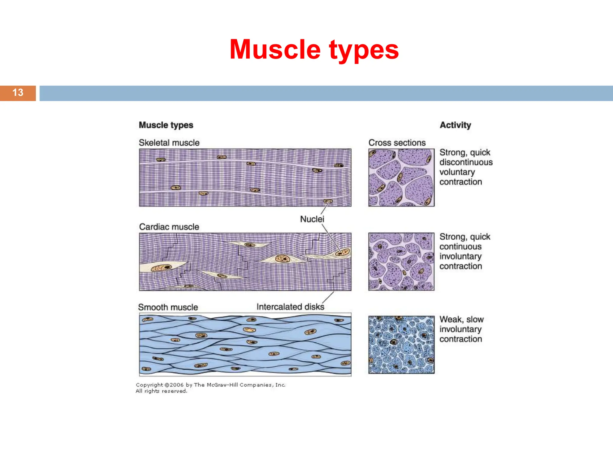Histology of Muscles of the human body - Copy [A].pptx