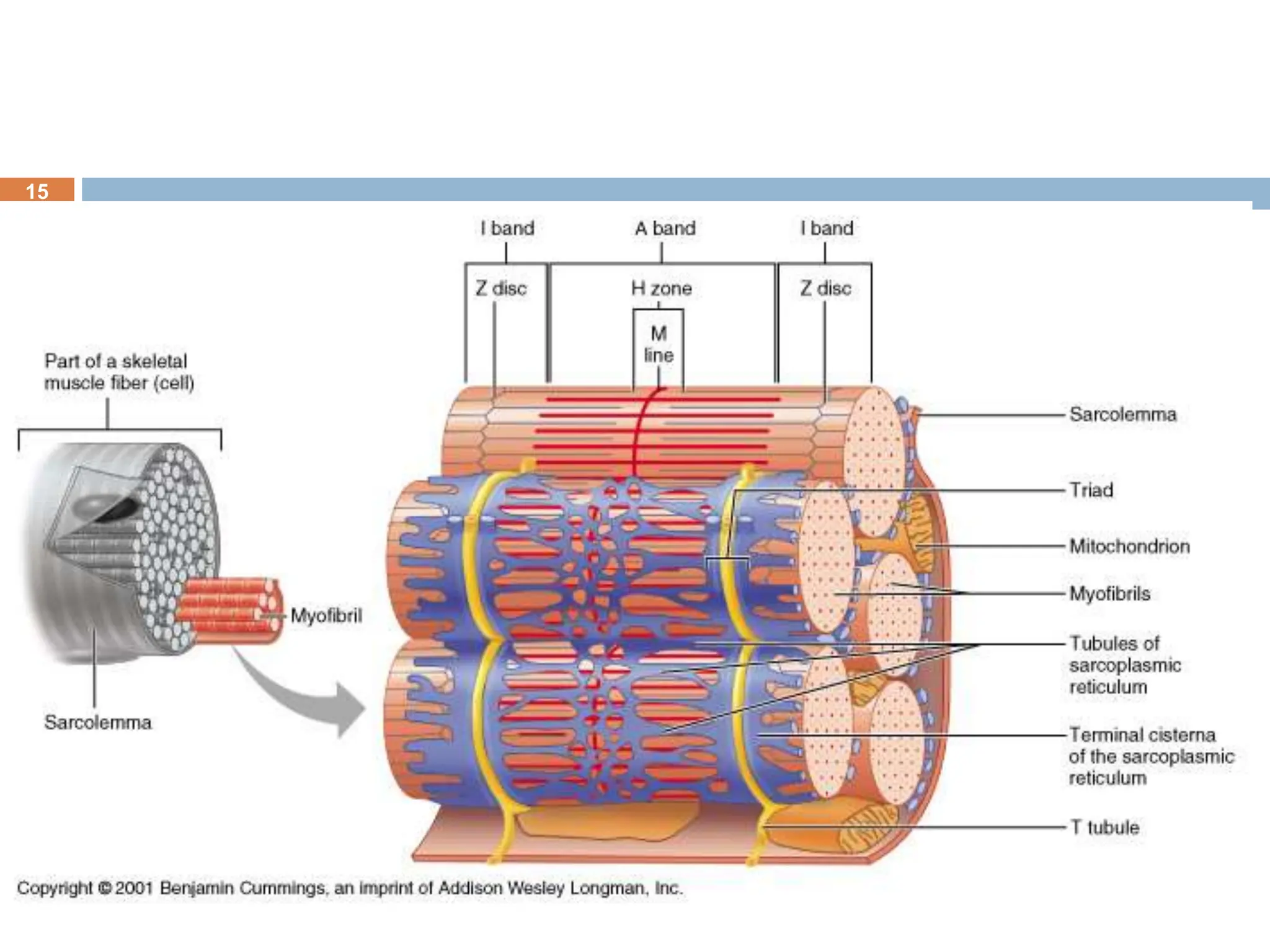 Histology of Muscles of the human body - Copy [A].pptx | Biological ...