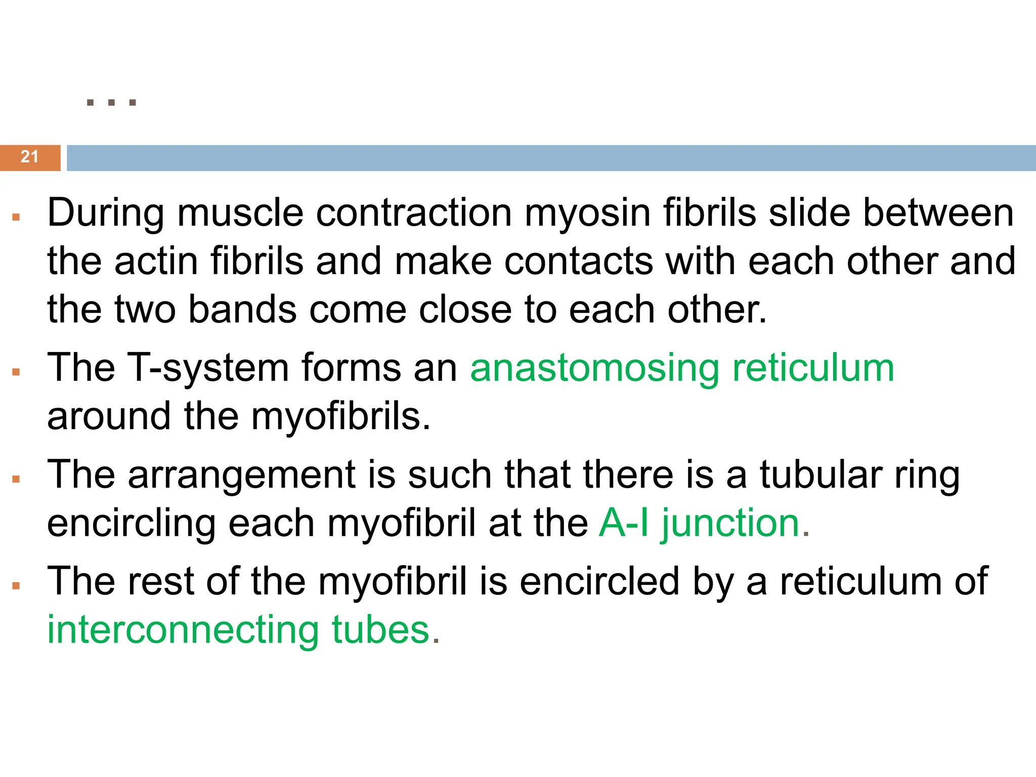 Histology of Muscles of the human body - Copy [A].pptx