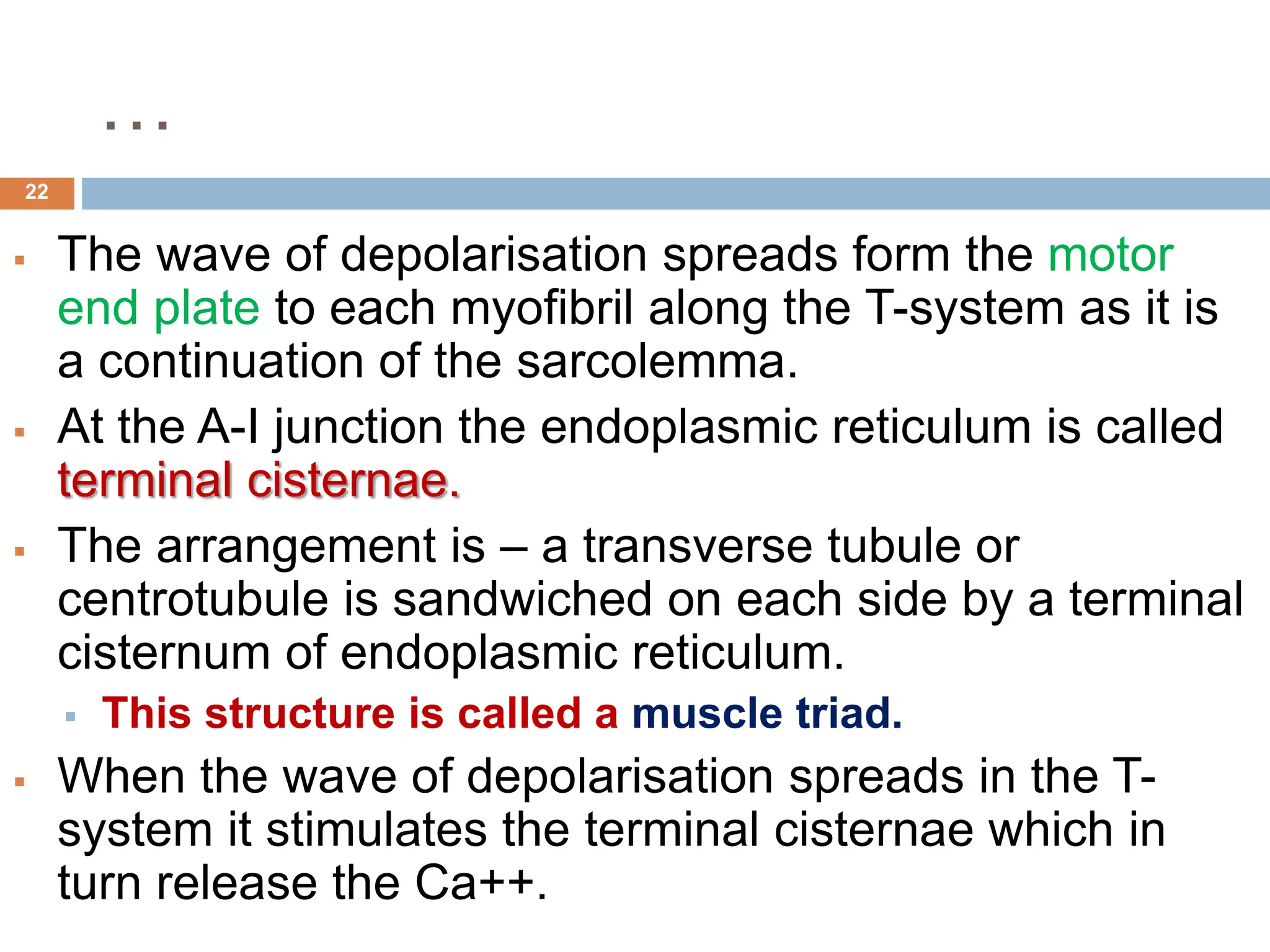 Histology of Muscles of the human body - Copy [A].pptx