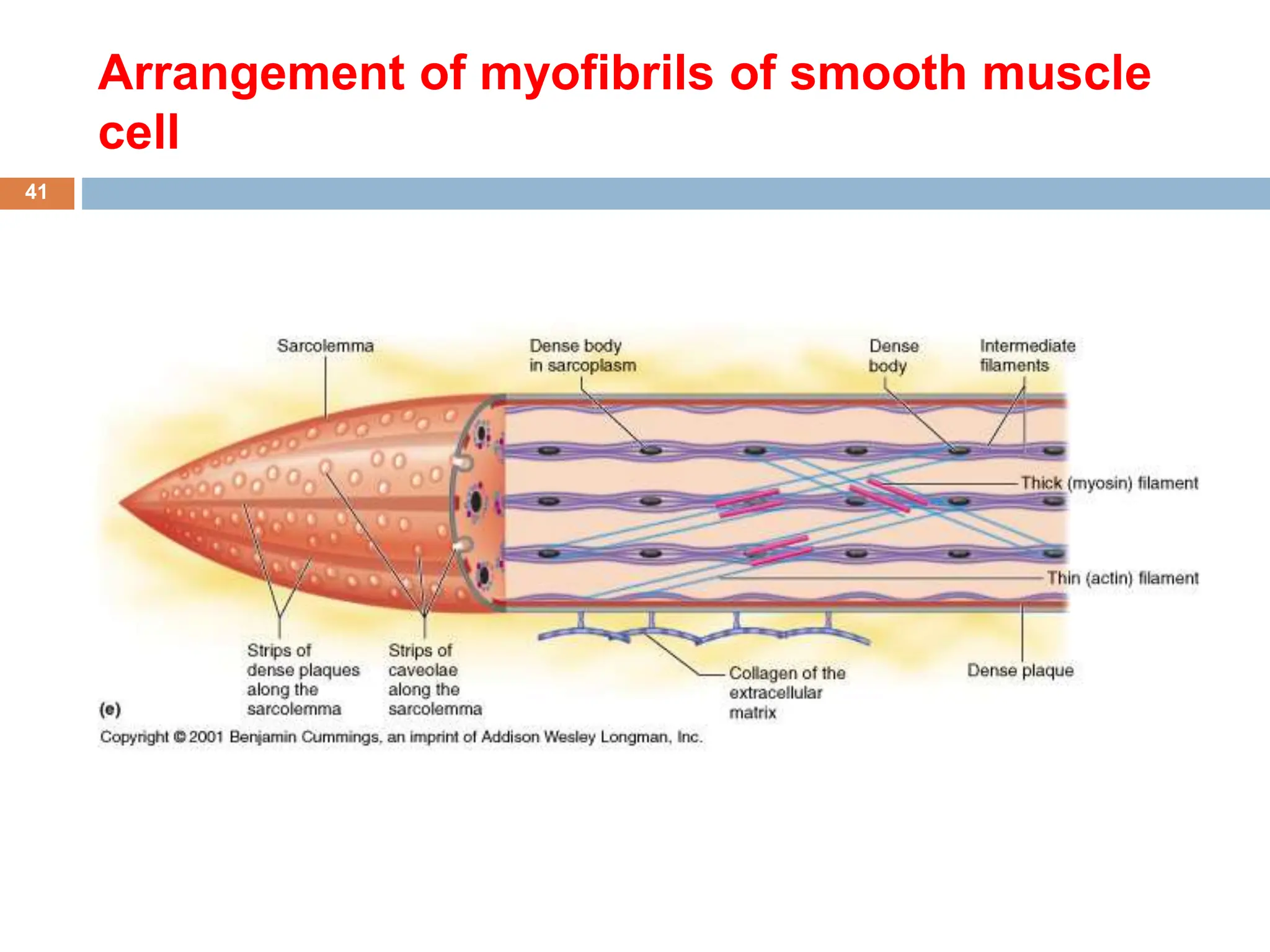 Histology of Muscles of the human body - Copy [A].pptx
