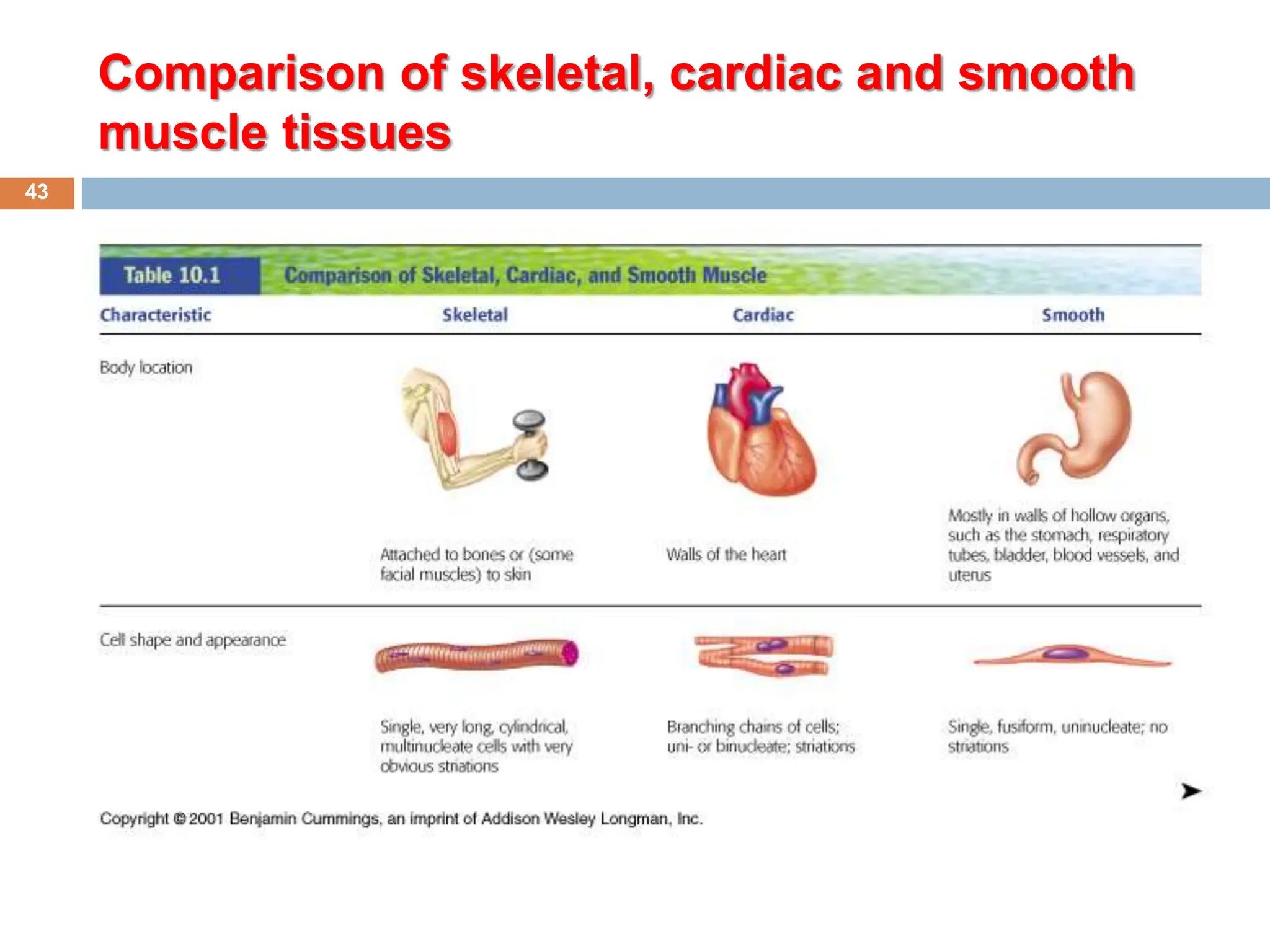 Histology of Muscles of the human body - Copy [A].pptx