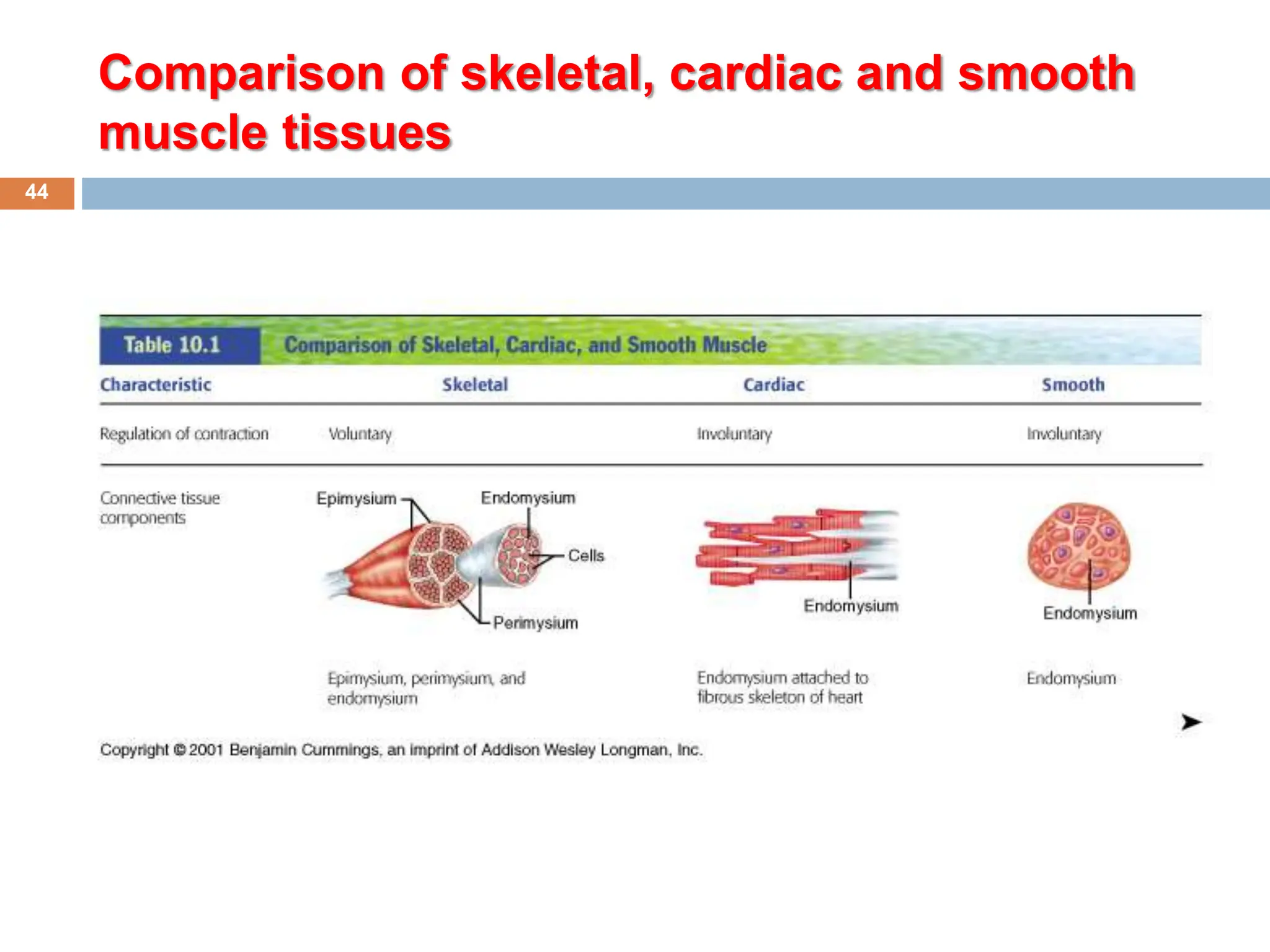 Histology of Muscles of the human body - Copy [A].pptx